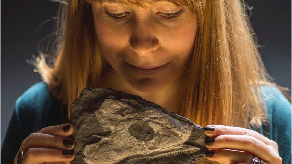 Fossils 'solve' missing evolutionary link mystery - BBC News