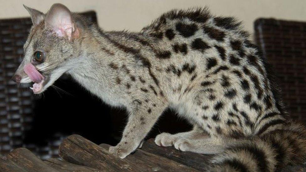 'Cat-like' genet found 200 miles from home at car depot - BBC News