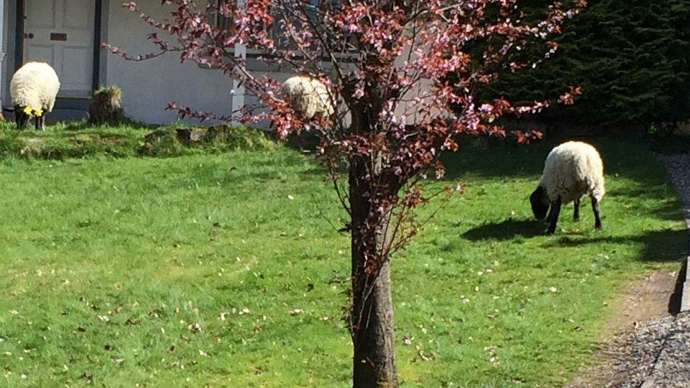 Police called to small flock of sheep in Inverness - BBC News