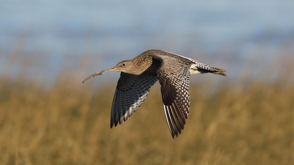 Curlew man Matt Trevelyan on why he walked 53 miles dressed as a giant ...