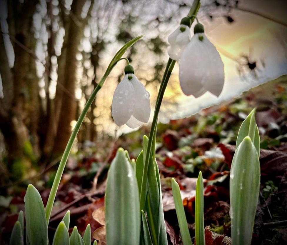 Your photos from the West Midlands: Icy squirrels and the first ...