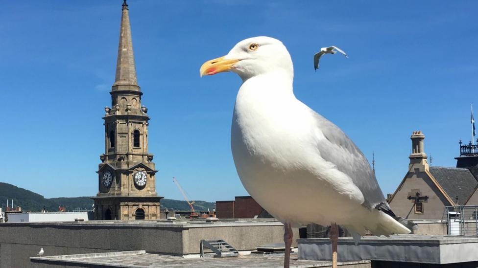 Seagull summit: Does Scotland have a bird problem? - BBC News