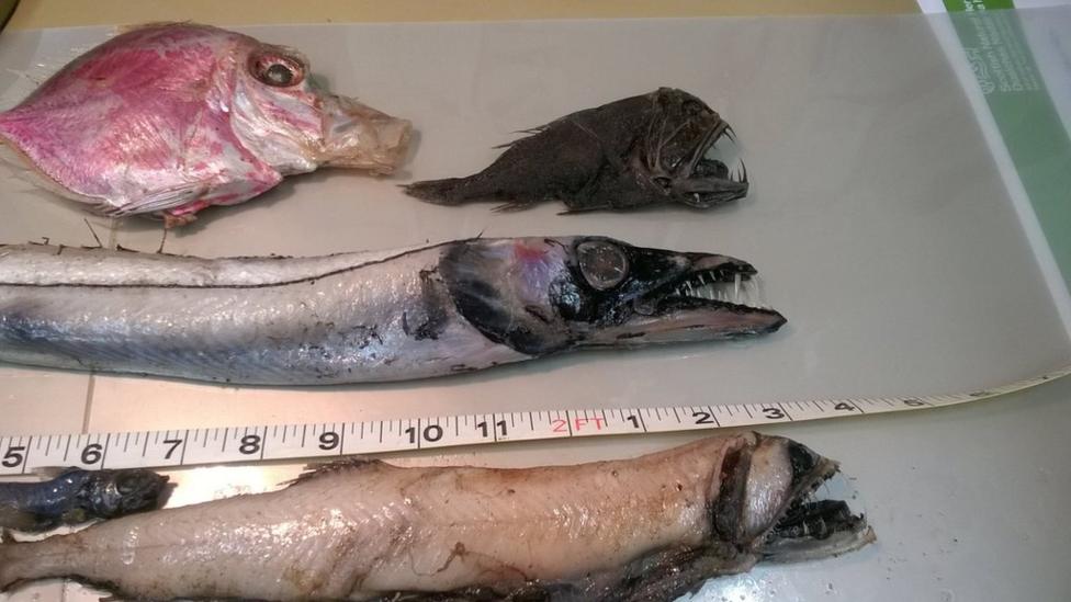 Monster surprise: Rarely-seen deep sea fish found on beach - BBC News