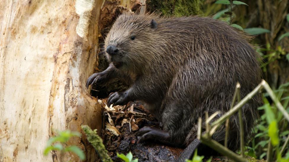 Suffolk's beavers back for the 'first time in 400 years' - BBC News