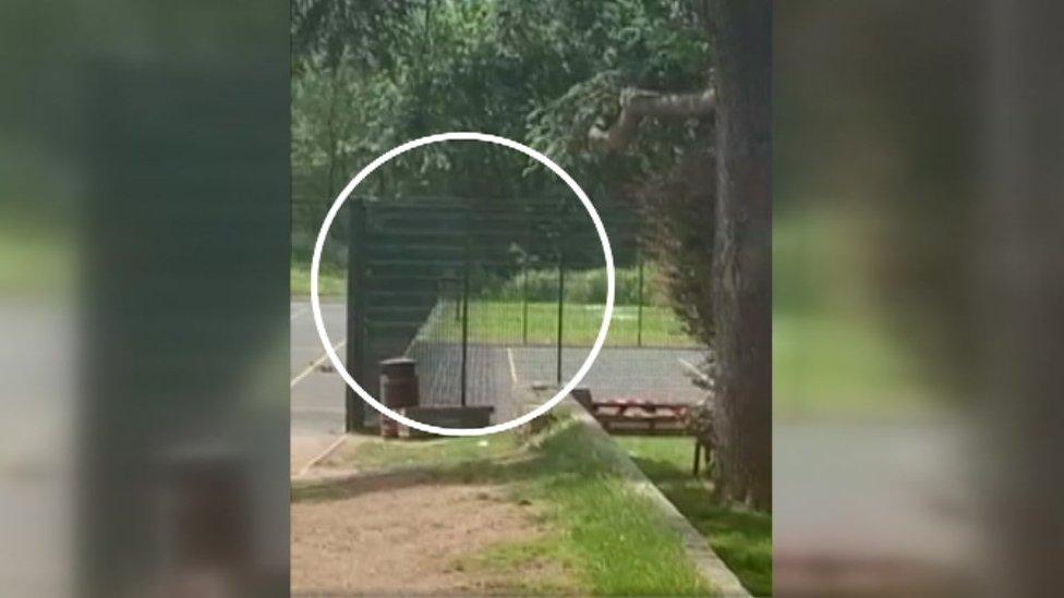 Leighton Buzzard school closed due to bee swarm - BBC News