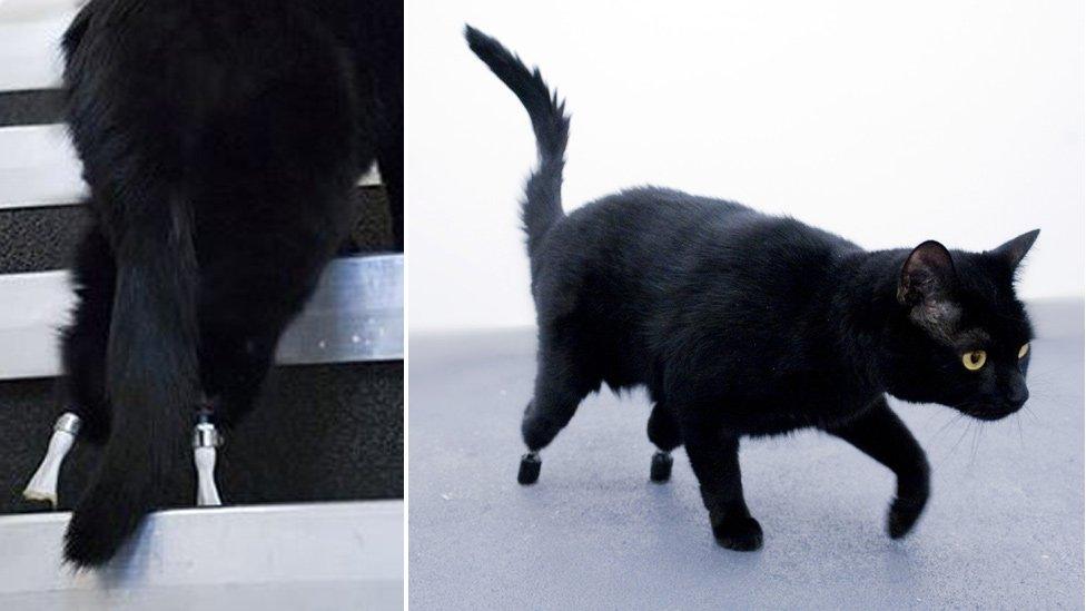 Bionic bodies: The animals with artificial additions - BBC News