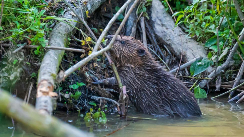 Two baby beavers born in Cornwall as part of wildlife project - BBC News
