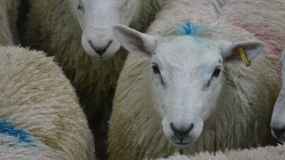 MSPs call for new '21st Century' crofting bill - BBC News