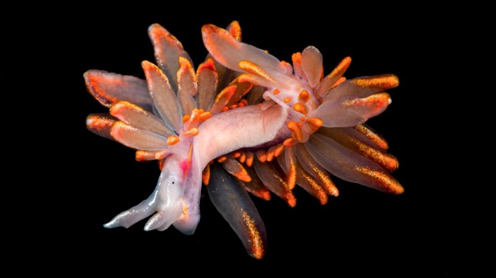 Devon enthusiast explains why she loves 'jazzed up' sea slugs - BBC News