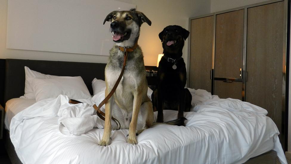 Canine check in: The rise of pet-friendly hotels - BBC News