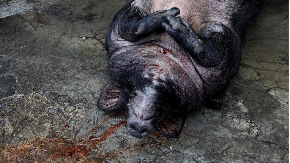 Holy Pig: Taiwan parade draws crowds and cruelty claims - BBC News