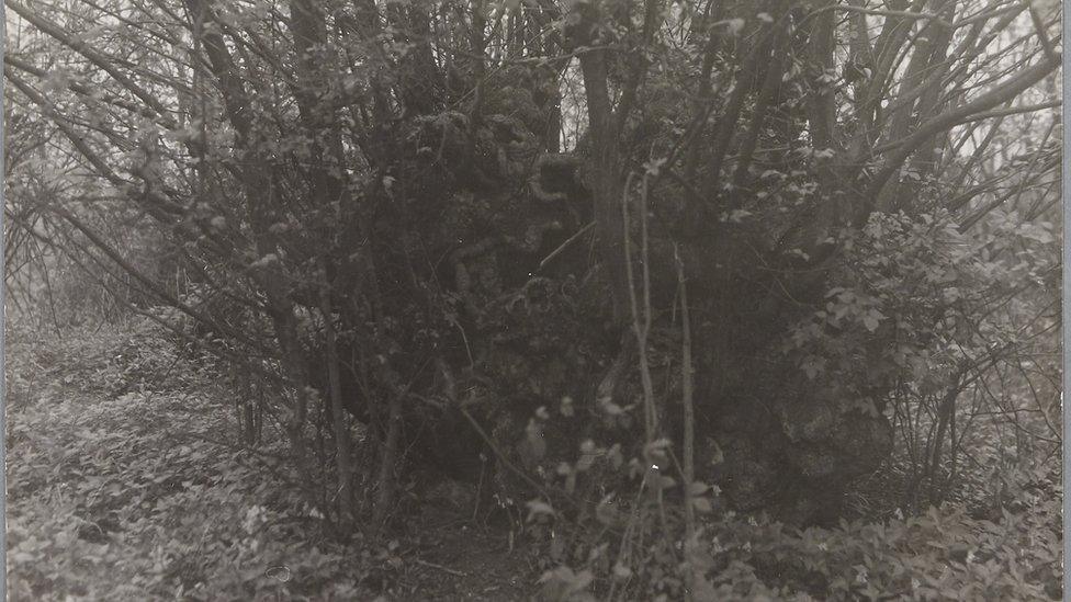 Body in the tree murder explored in BBC Sounds podcast - BBC News