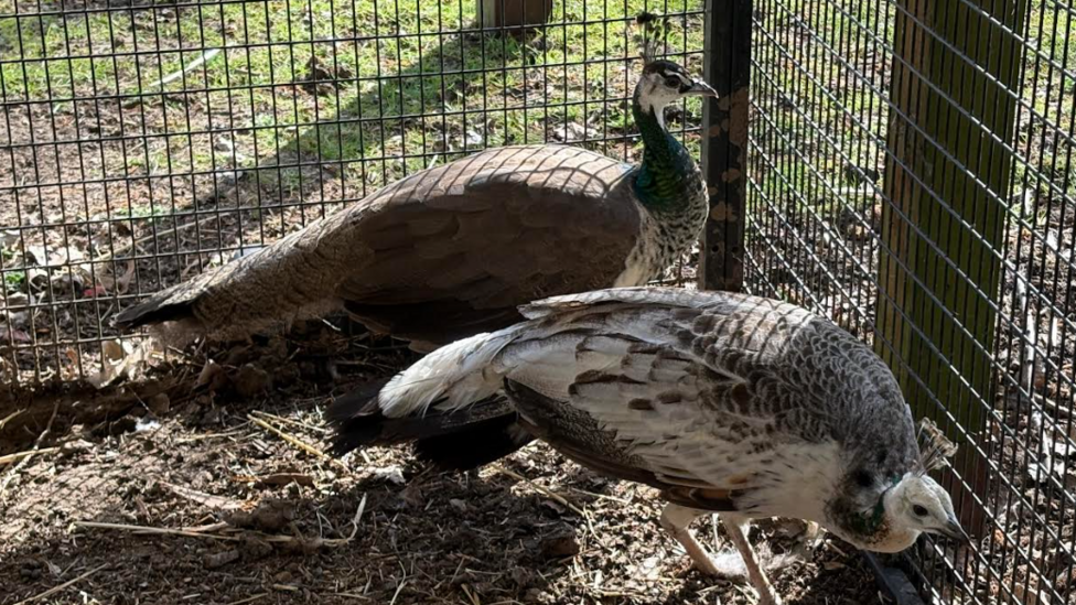 Missing peacock in Essex prompts coordinated search effort - BBC News