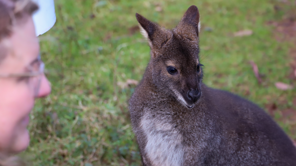Paignton Zoo prepares for arrival of storm-hit wallabies - BBC News