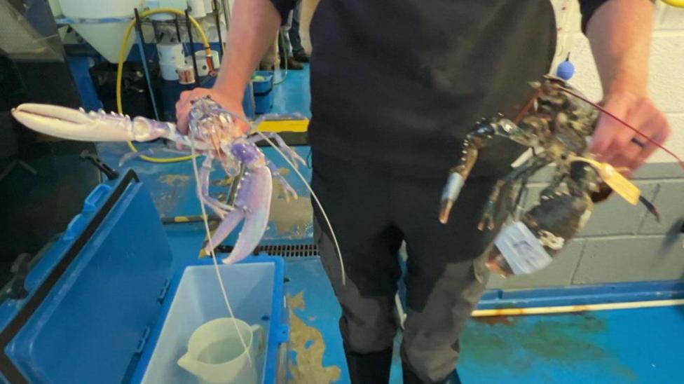 Blue lobsters in Devon and Cornwall waters rising, say scientists - BBC ...