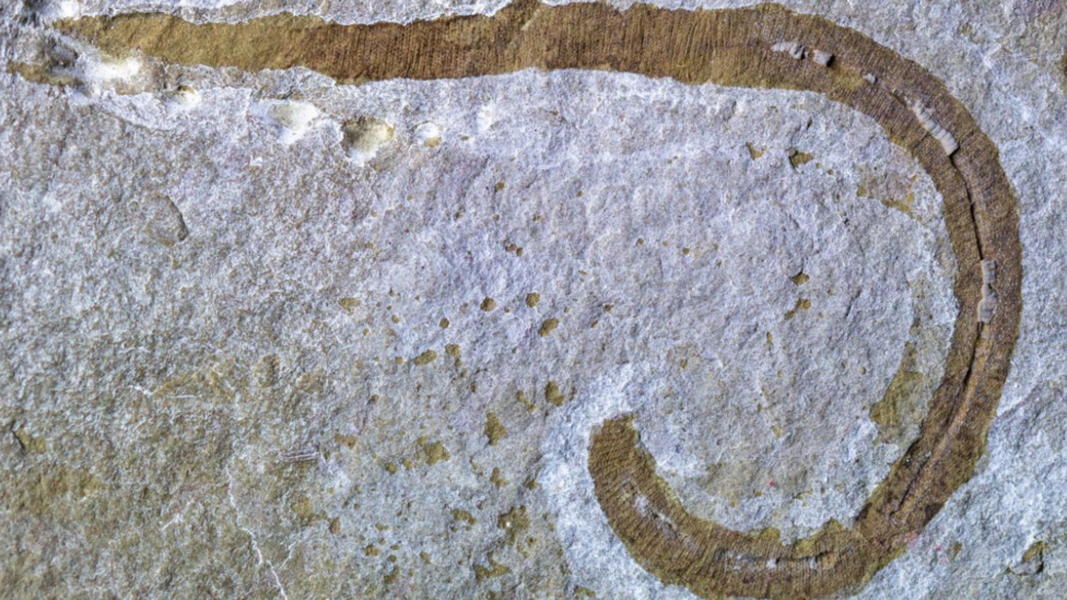 Prehistoric 'Dune' worm found in Herefordshire quarry was a predator ...