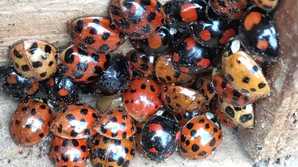 Harlequin ladybirds swarm into homes after hot summer - BBC News