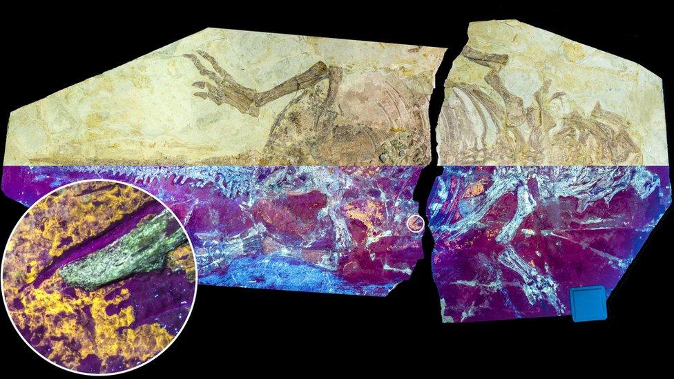 Parrot lizard: Fossil helps explain how dinosaurs developed feathers ...