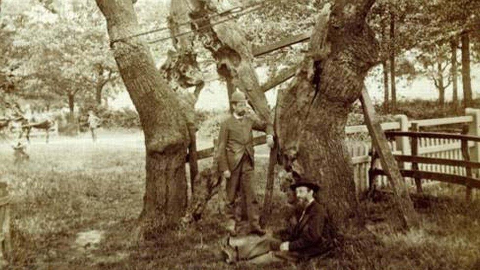 Epping's Gilwell Oak wins Tree of the Year 2017 - BBC News