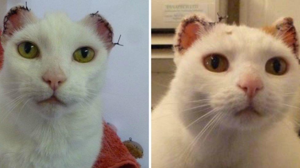 RSPCA warning as cats lose parts of ears due to sun damage - BBC News