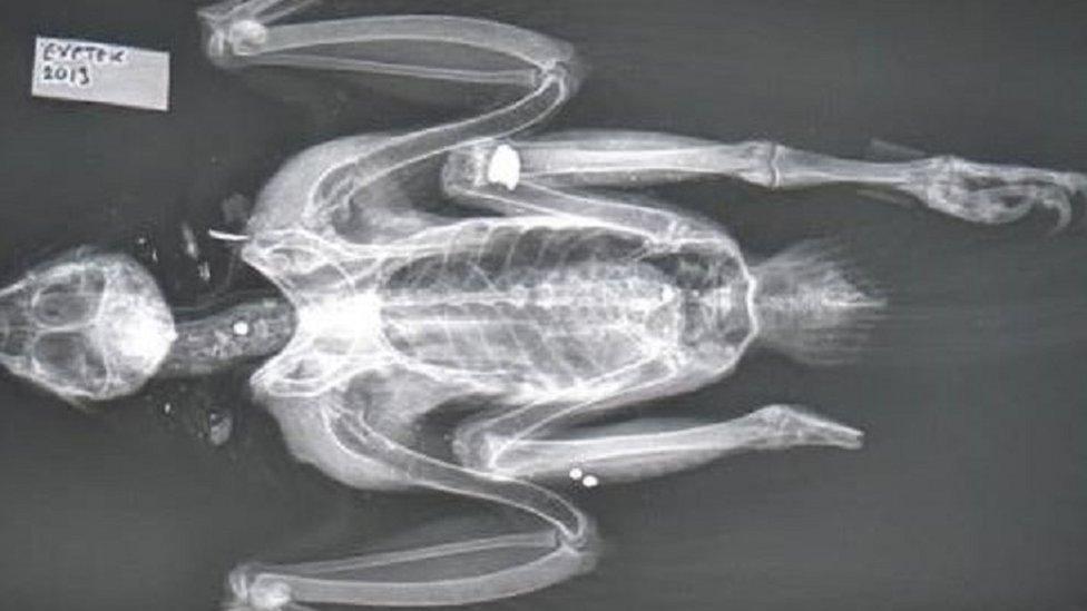Peregrine falcon raised in Exeter found shot dead - BBC News