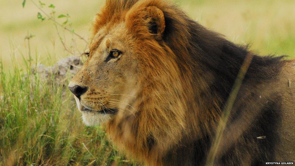 Painting eyes on cows to prevent lion attacks - BBC News