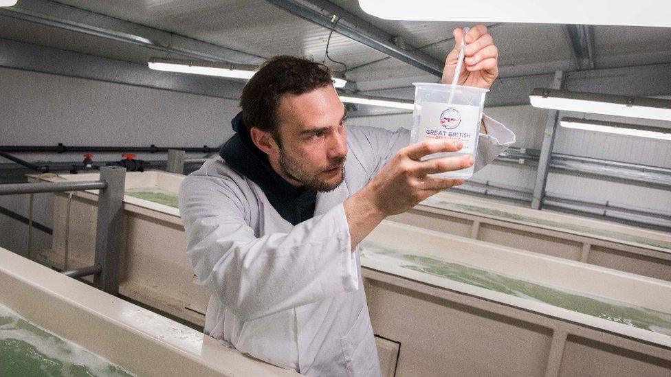 Great British Prawns to launch 'first' green prawn farm - BBC News