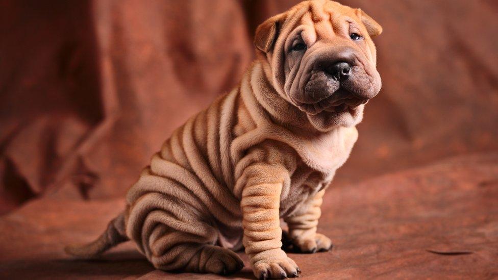 Labrador has been voted Britain's favourite dog breed - BBC Newsround