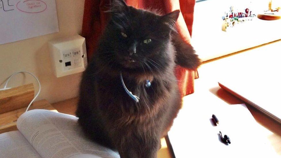 Dennis the campus cat attracts online fan club - BBC News