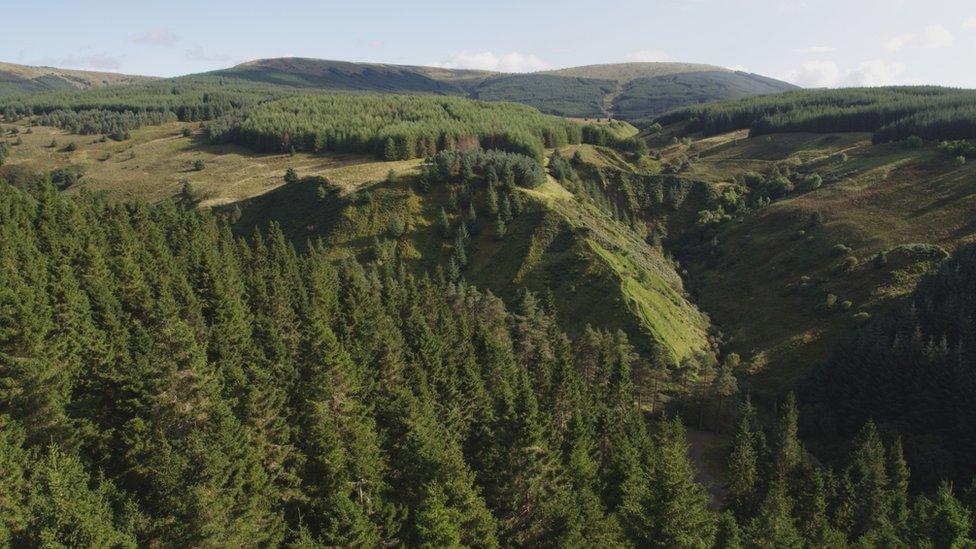 Galloway forest set for TV starring role - BBC News