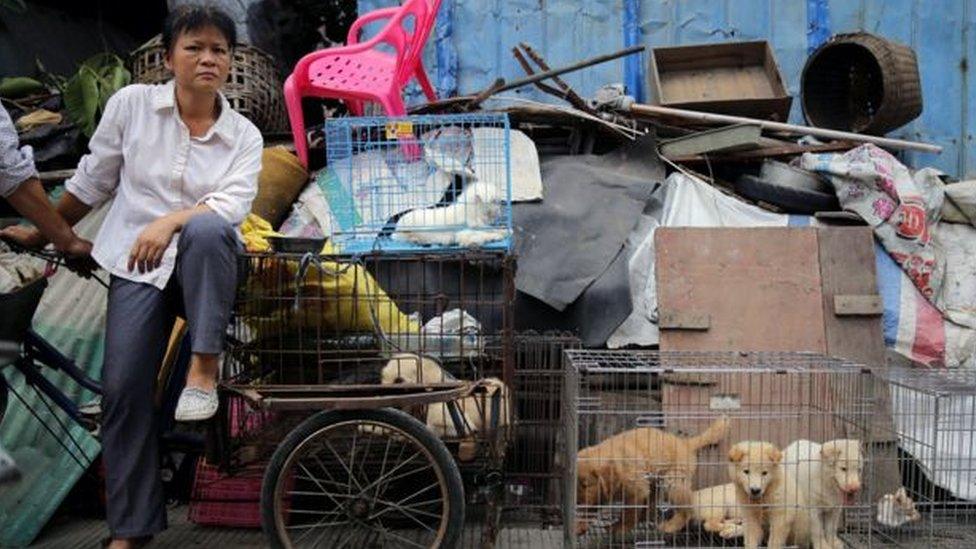 How a dog made Chinese netizens share the pain of rejection - BBC News