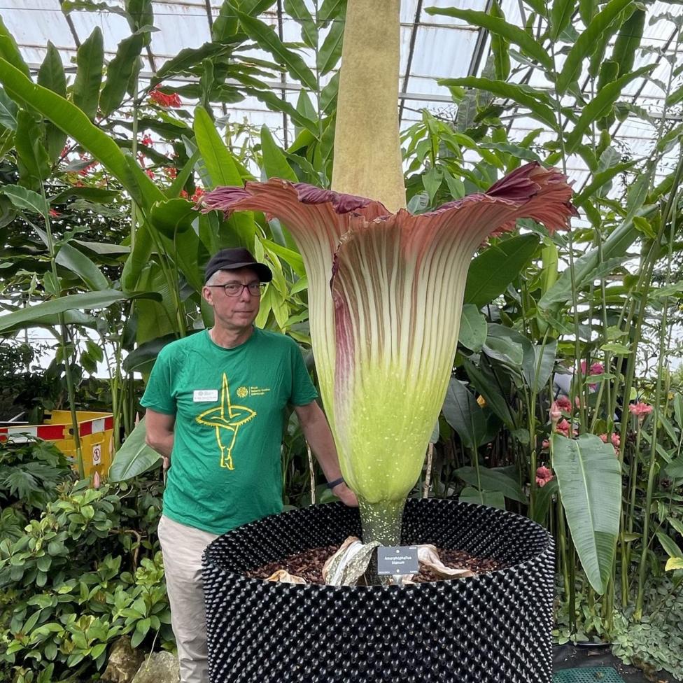 Why is a flower that smells like rotting flesh so popular? - BBC News