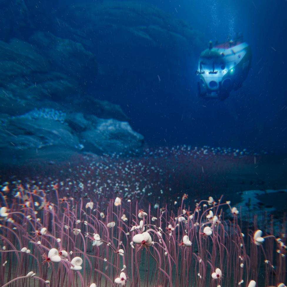 Strange life seen for first time in extreme depths of the ocean - BBC ...