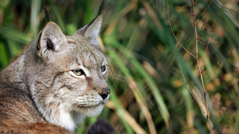 Wildwood Trust: 'New enclosure will support lynx breeding plans' - BBC News