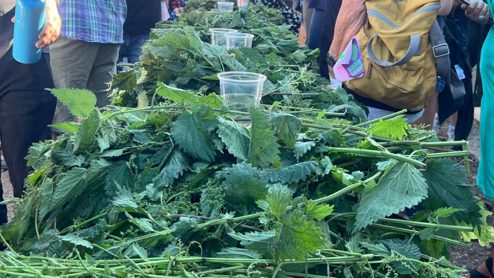 Nettle Eating: World Championships returns to Bottle Inn - BBC News