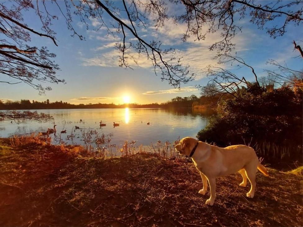 Your photos from the West Midlands: Wet dogs and colourful blooms - BBC ...