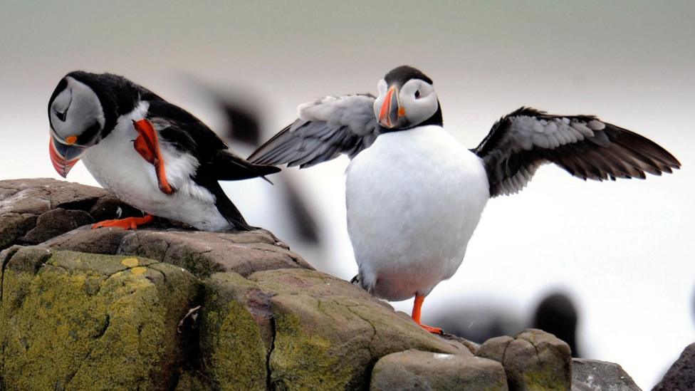 Rescued puffin released back into wild at RSPB Bempton Cliffs - BBC News