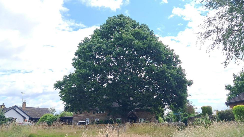 Fearful neighbour's bid to chop down oak tree blocked - BBC News
