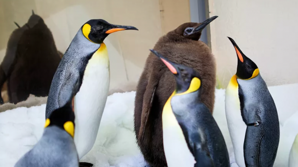 Pesto: Fledging penguin losses furry look! - BBC Newsround