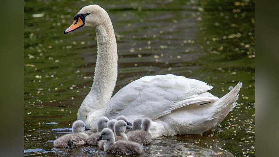 Hire boats crush and kill swan and cygnet at Bath lock - BBC News