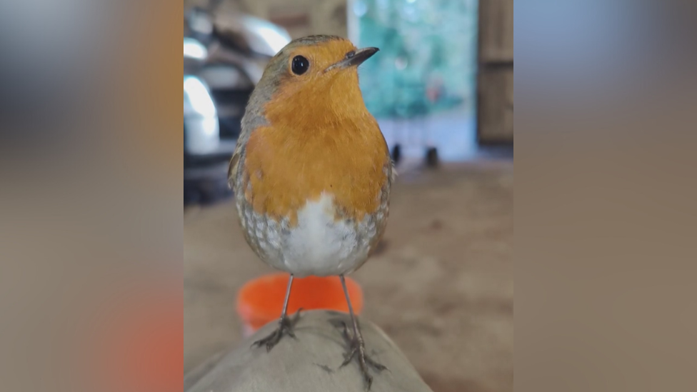Henry the robin: Feathered friends and gull-winged cars - BBC News
