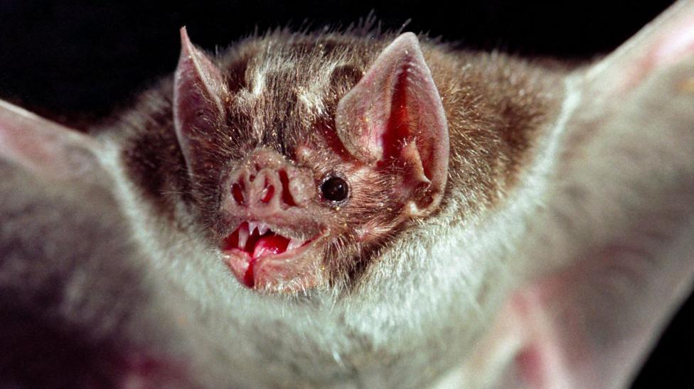 Planners insist bat boxes are fitted at new church in Leicester - BBC News