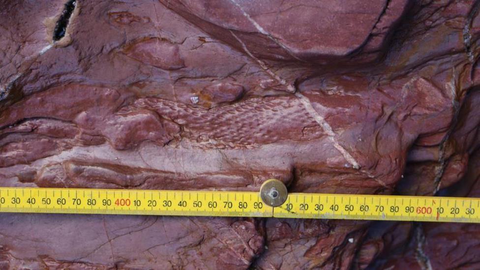 'Significant' tree fossil find at Devon cove - BBC News