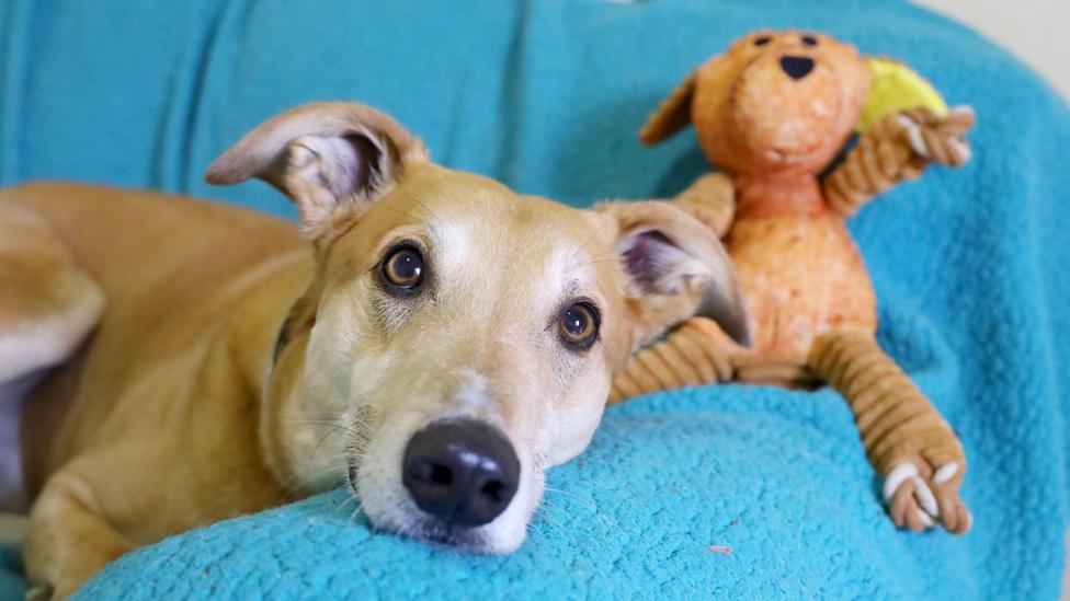 Shoreham Dogs Trust says foster carers 'urgently' needed - BBC News
