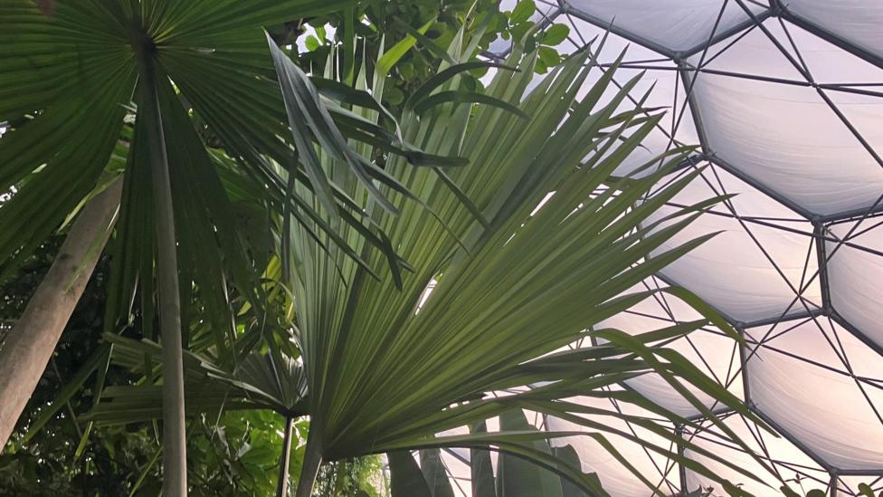 New plant varieties added to Australia exhibition at Eden Project - BBC ...