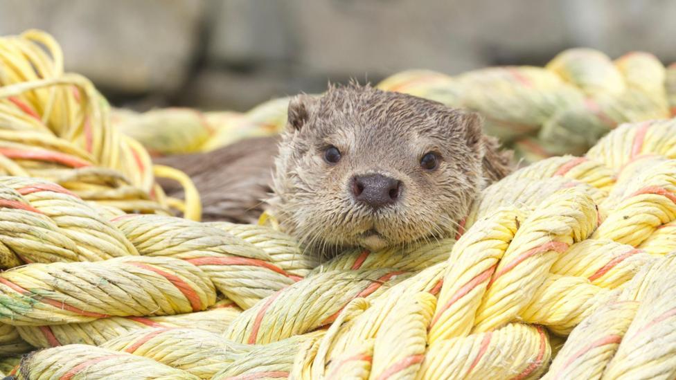Man's bond with orphaned otter becomes a movie hit - BBC News