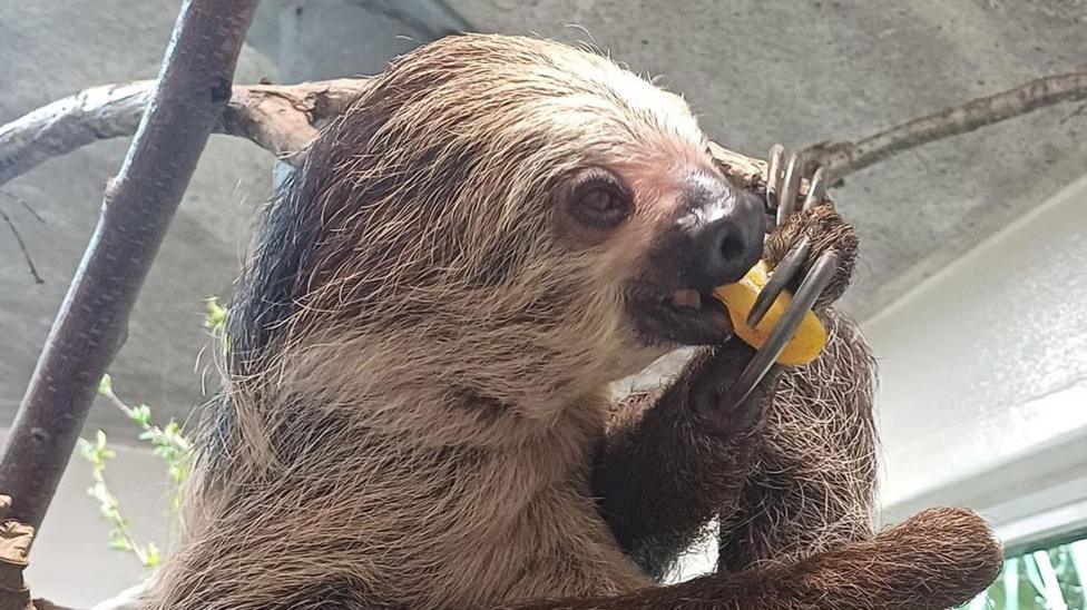 Colchester Zoo hopes to grow sloth family with new arrival - BBC News