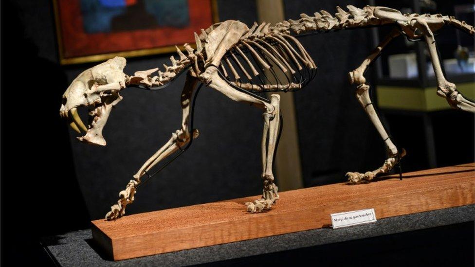 Saber-toothed tiger skeleton up for auction - BBC Newsround