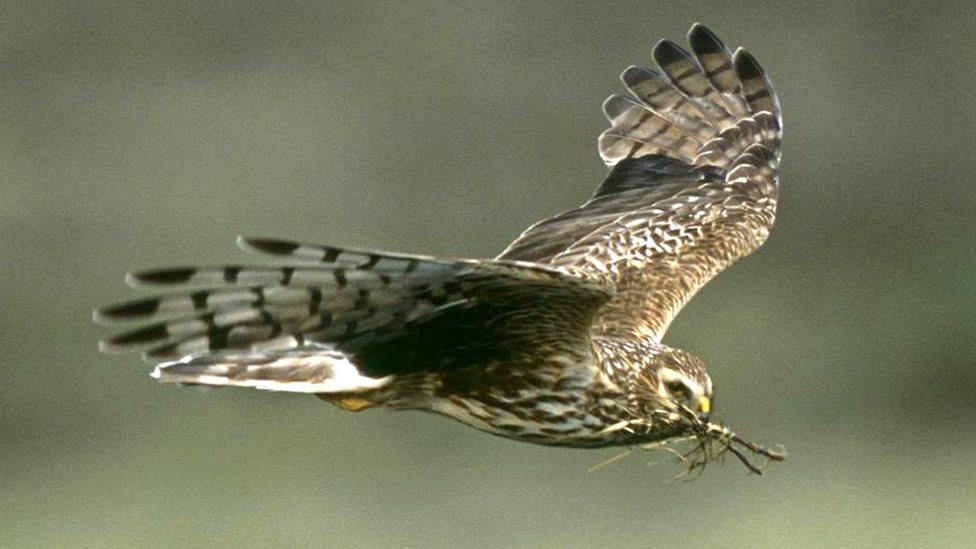 Rare hen harriers fledge in Forest of Bowland - BBC News