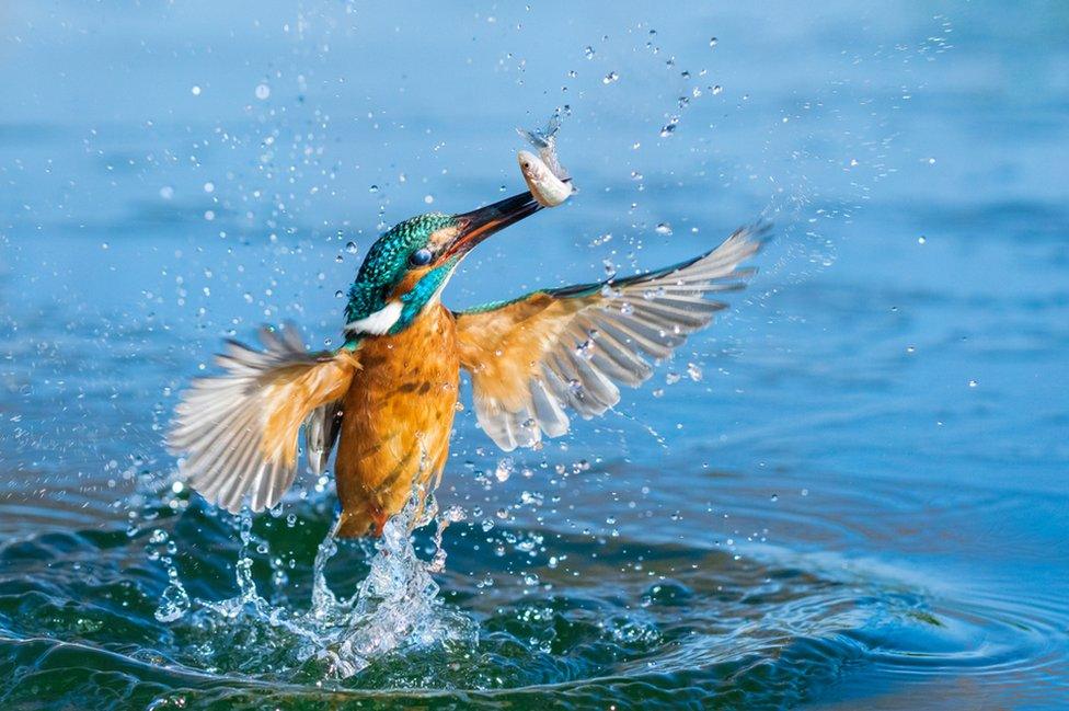 In pictures: Award-winning images from around the world - BBC News